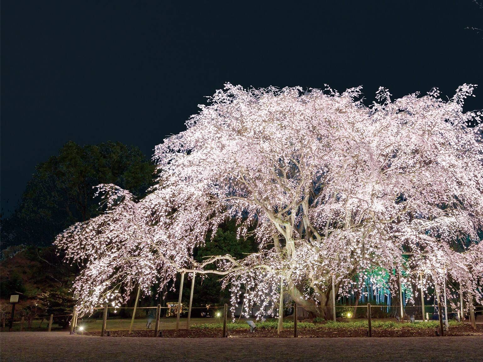 7 best Japanese gardens in Tokyo to enjoy Japan's seasonal beauty