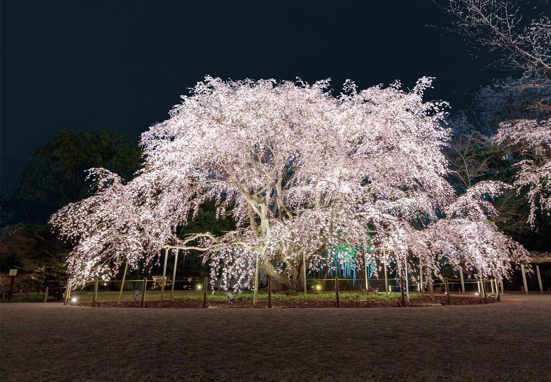 March events in Tokyo | Time Out Tokyo