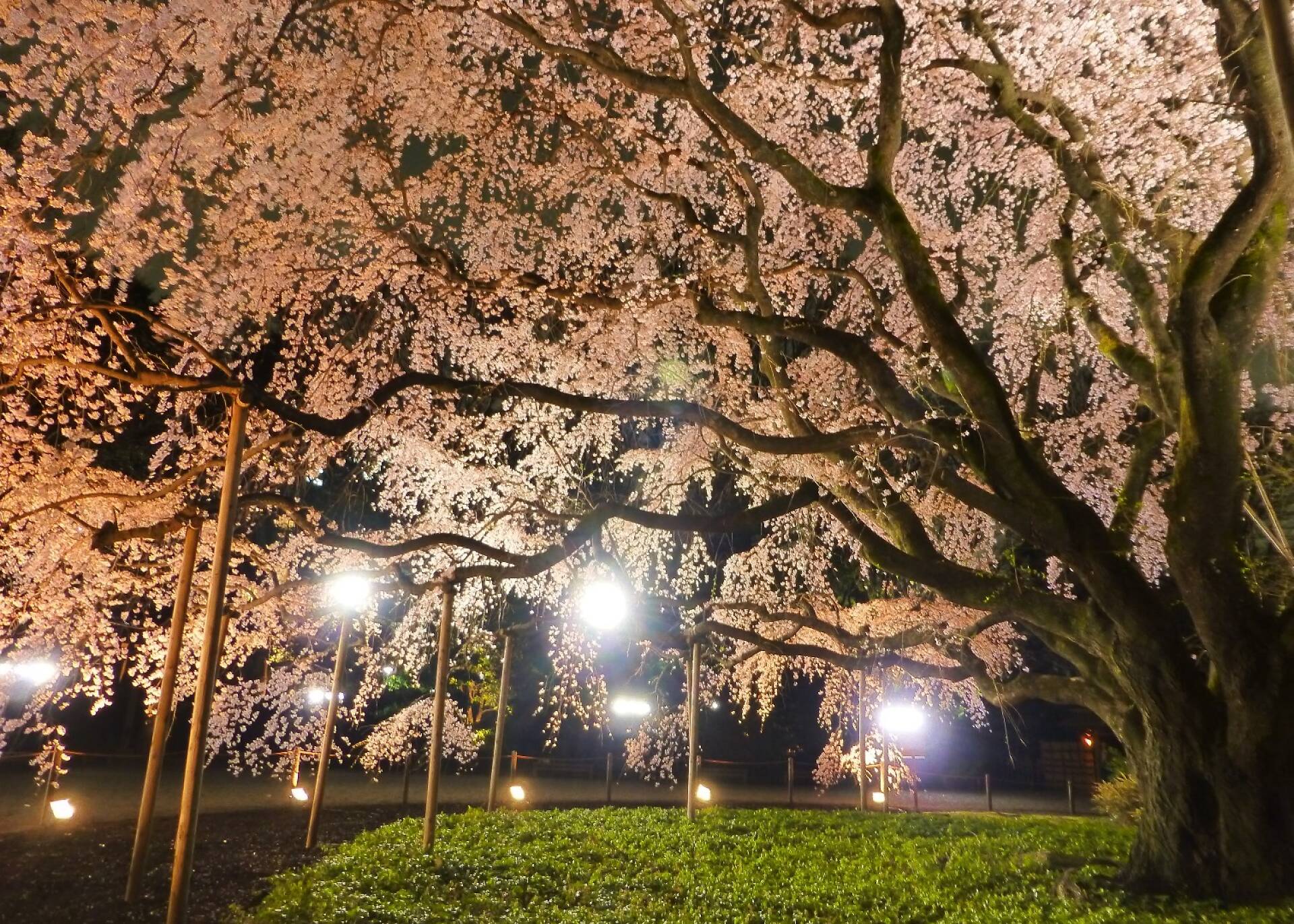 Rikugien has extended its sakura light-up until the end of this weekend