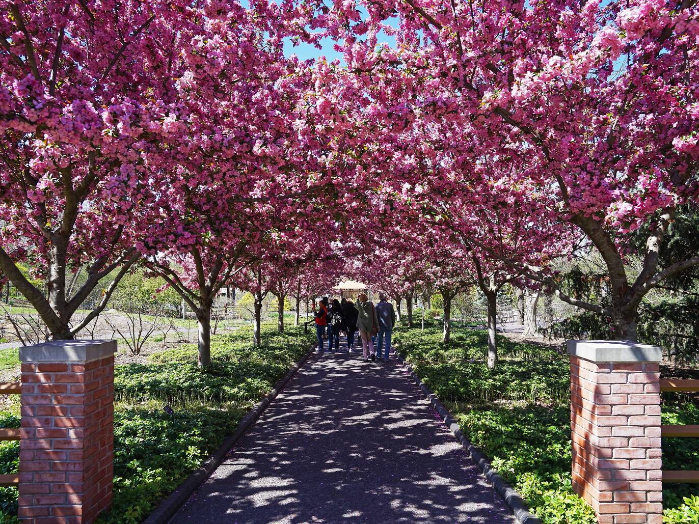 Where to See Cherry Blossoms Around Chicago in 2024