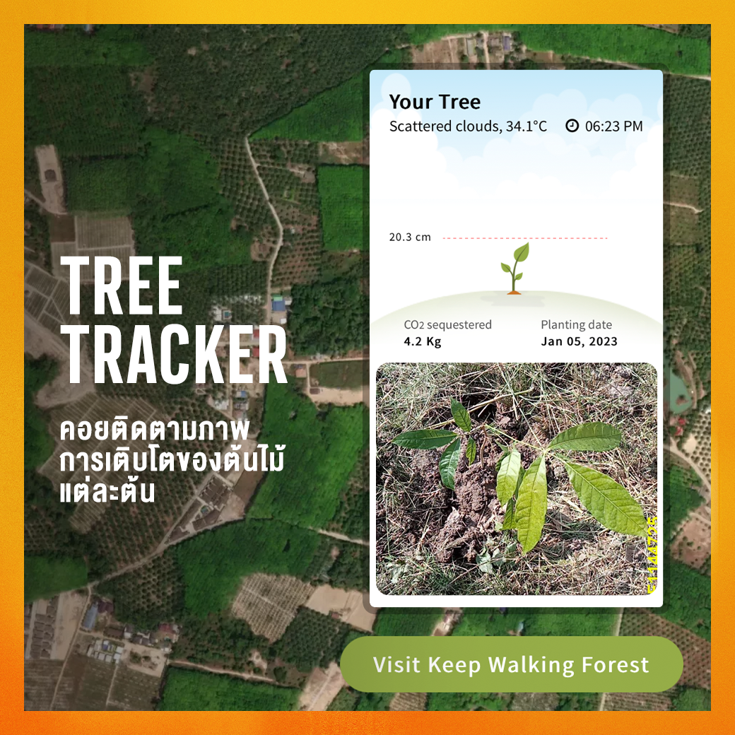 รู้จัก Keep Walking Forest ป่าที่เกิดจากการลดกล่อง และจะยั่งยืนจากการดูแลของชุมชน