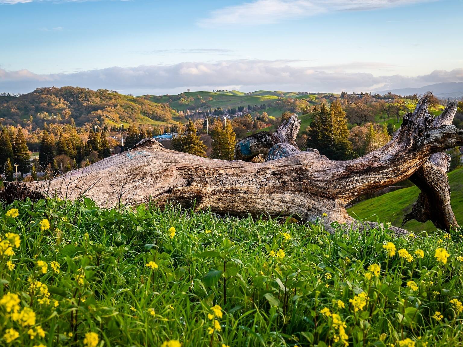 11 Wildflower Hikes in the Bay Area to Experience in 2024