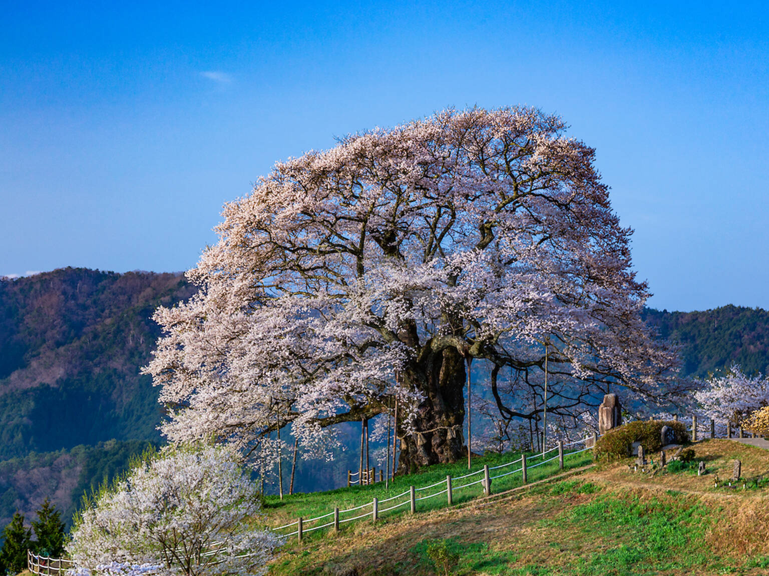 The 6 greatest cherry blossom trees of Japan and where to see them
