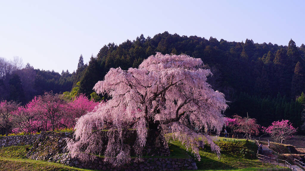 The 6 greatest cherry blossom trees of Japan and where to see them