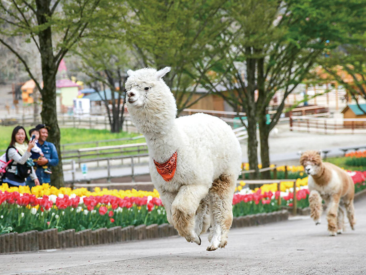 10 best places to see free-roaming animals in Japan