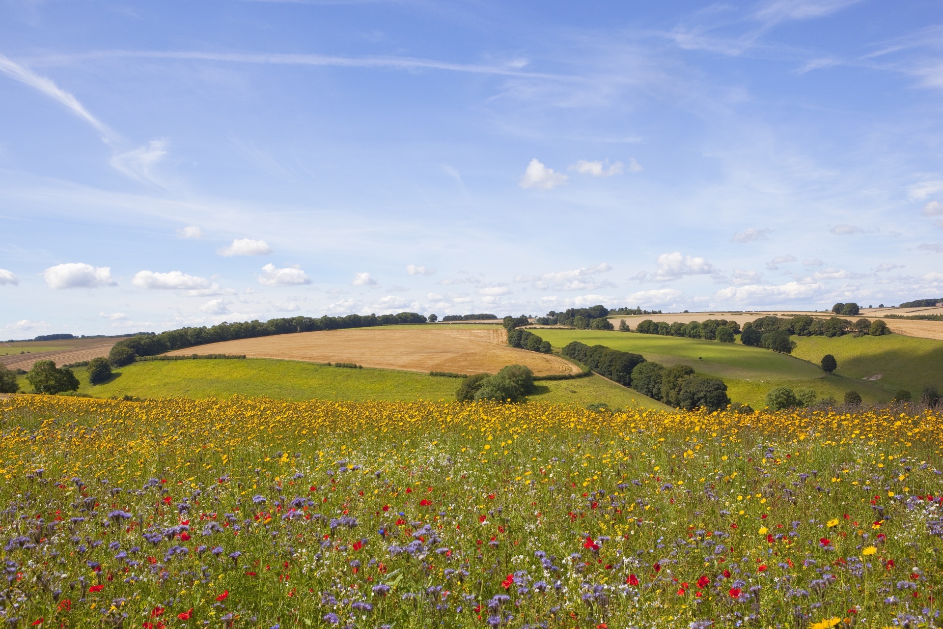 Wildflower Meadows to be Planted Around 100 Famous Landmarks for King’s ...