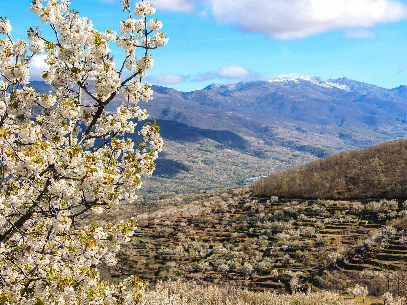 Escapadas de primavera: 7 destinos por España a los que las flores les ...
