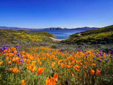 12 Best Places to See Southern California Wildflowers: Super Bloom 2024