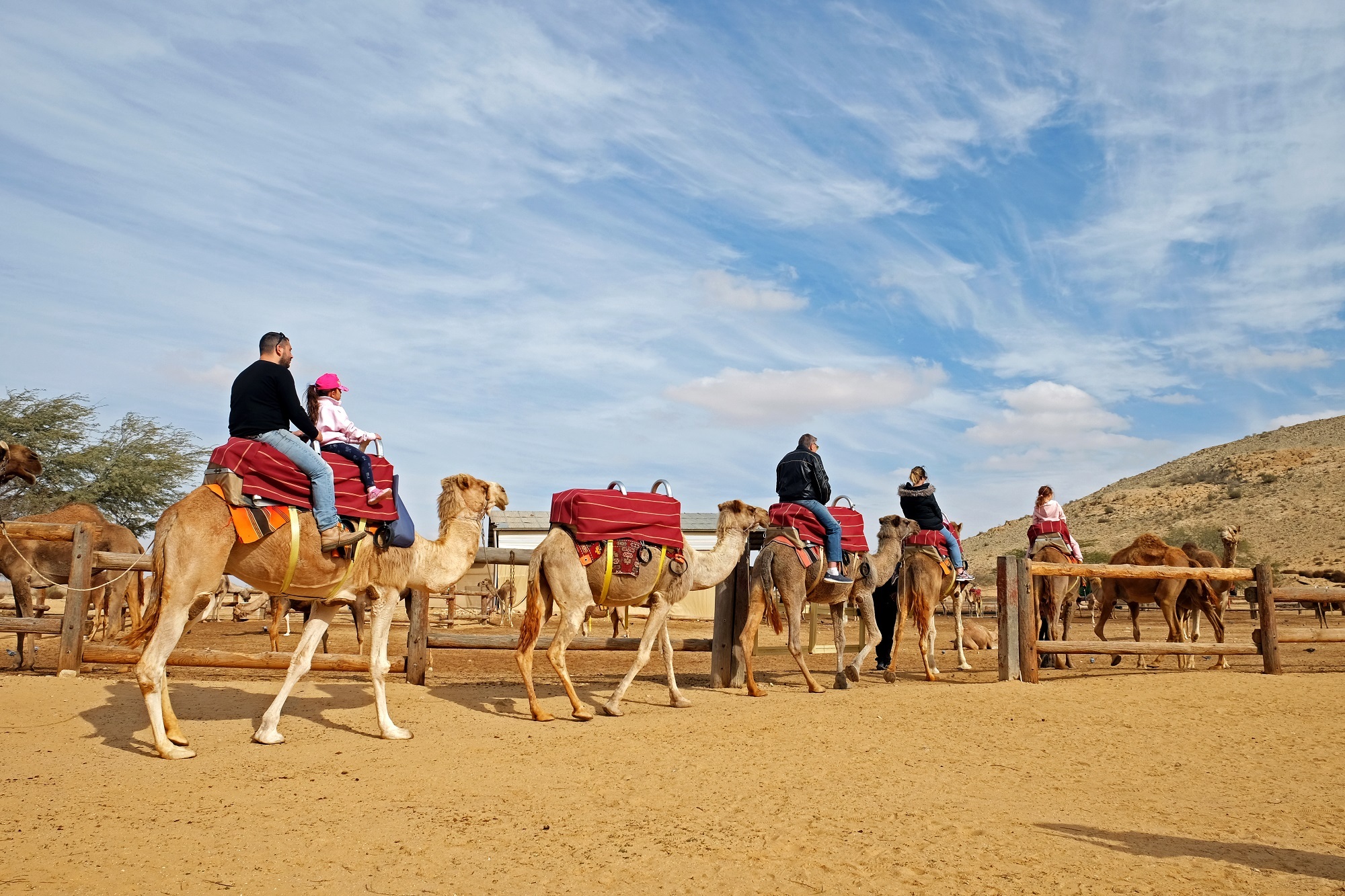 Le Negev Camel Ranch - L'hospitalité bédouine | Sites et monuments à ...