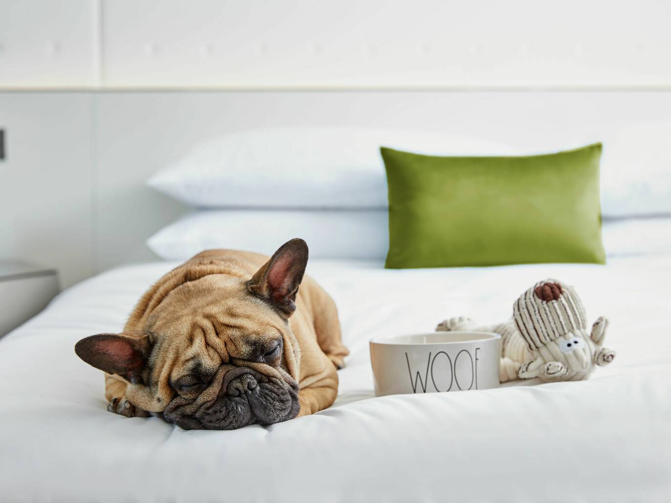 13 Best Pet-Friendly Hotels In The US