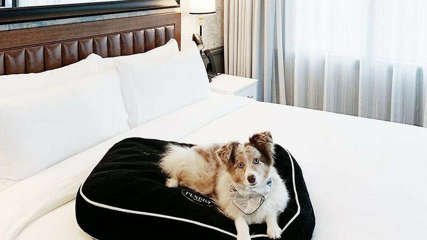 13 Best Pet-Friendly Hotels In The US
