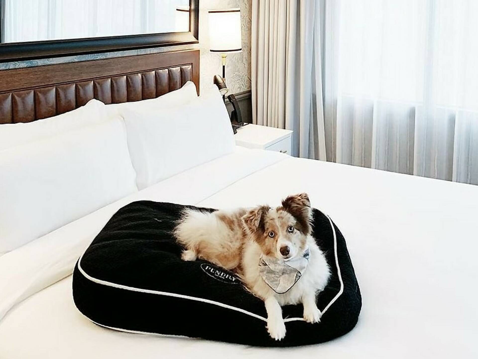 13 Best Pet-Friendly Hotels In The US