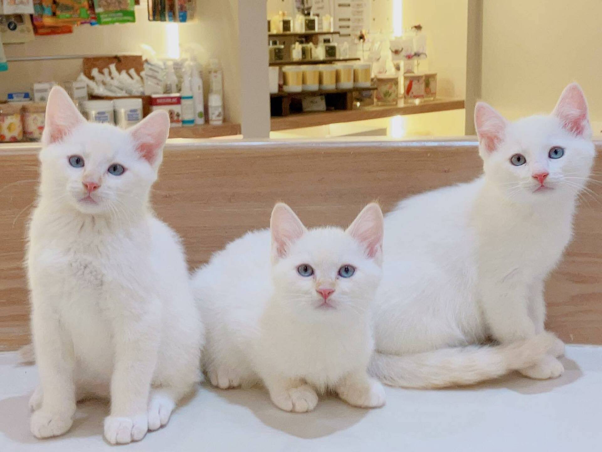 The best pet cafes in Hong Kong