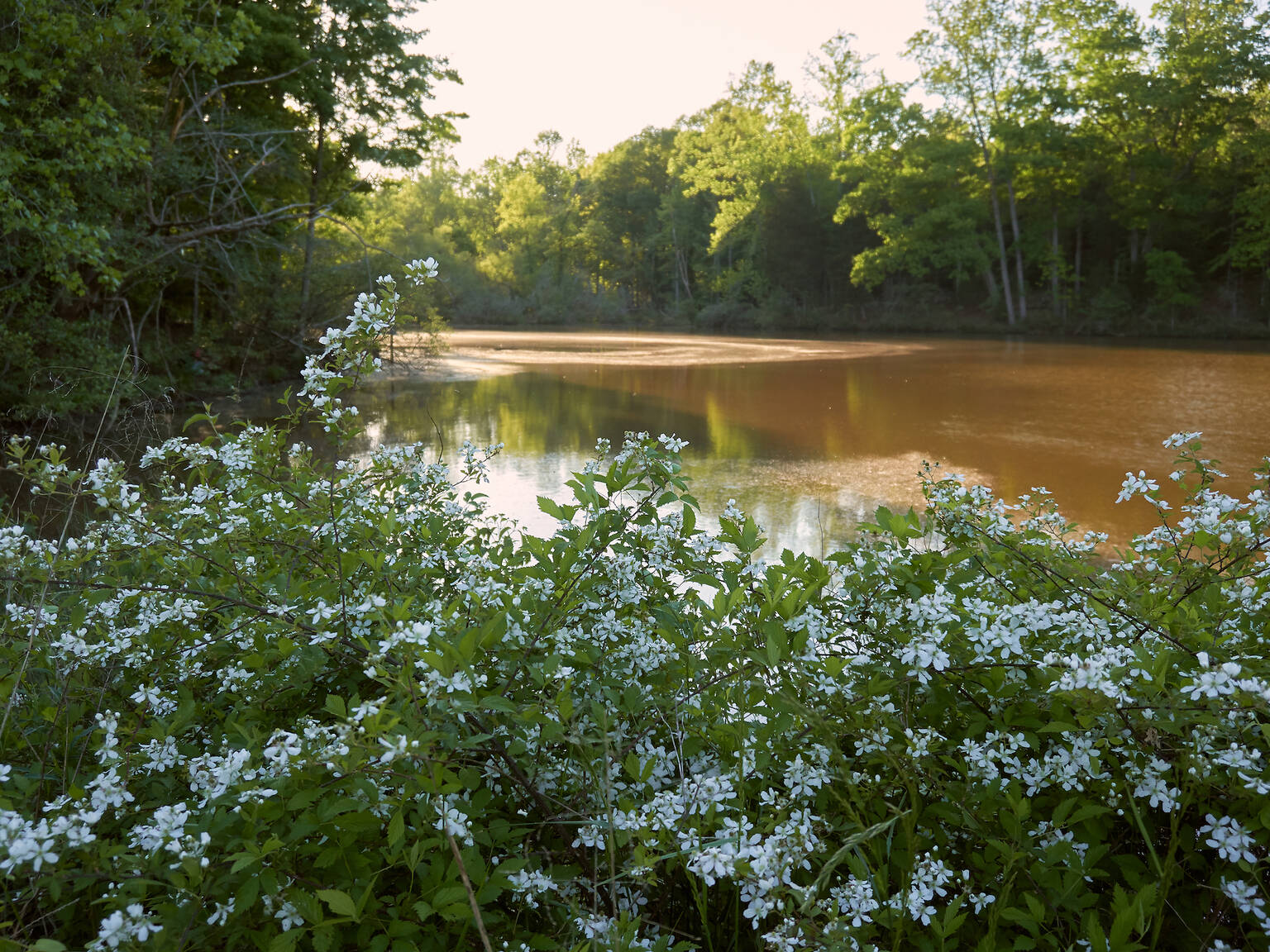 10 Best Hikes in Charlotte, From Parks to Forests