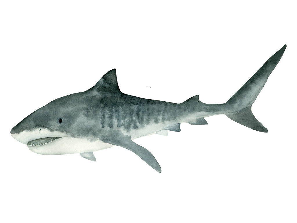 10 wild animals that call NYC home