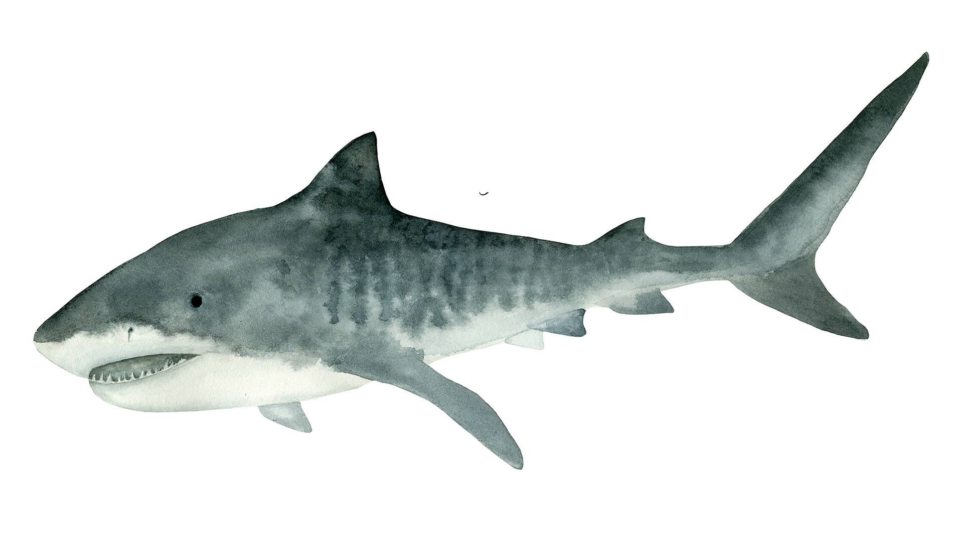 10 wild animals that call NYC home