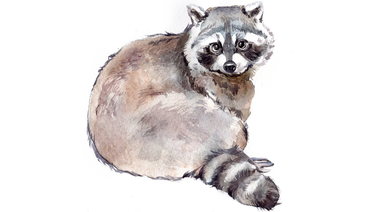 10 wild animals that call NYC home