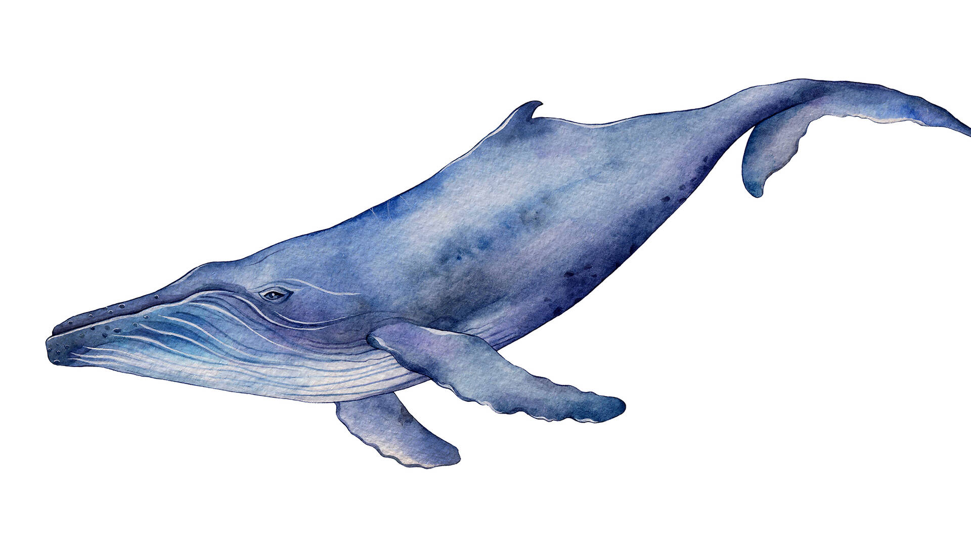10 wild animals that call NYC home