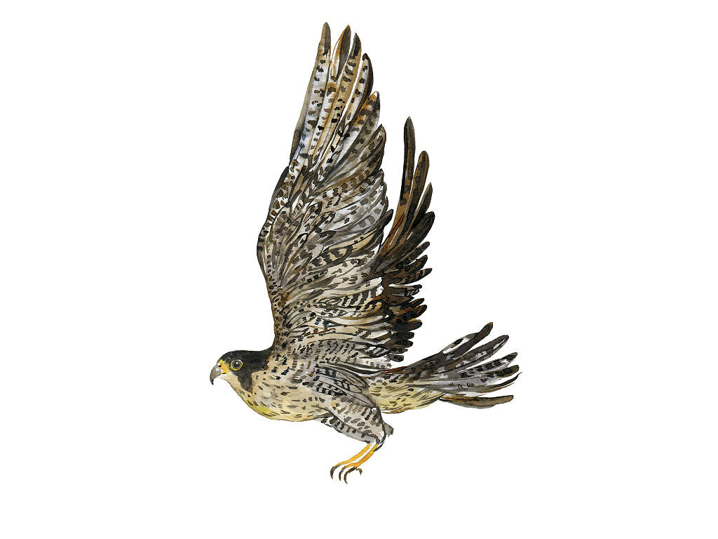 10 wild animals that call NYC home