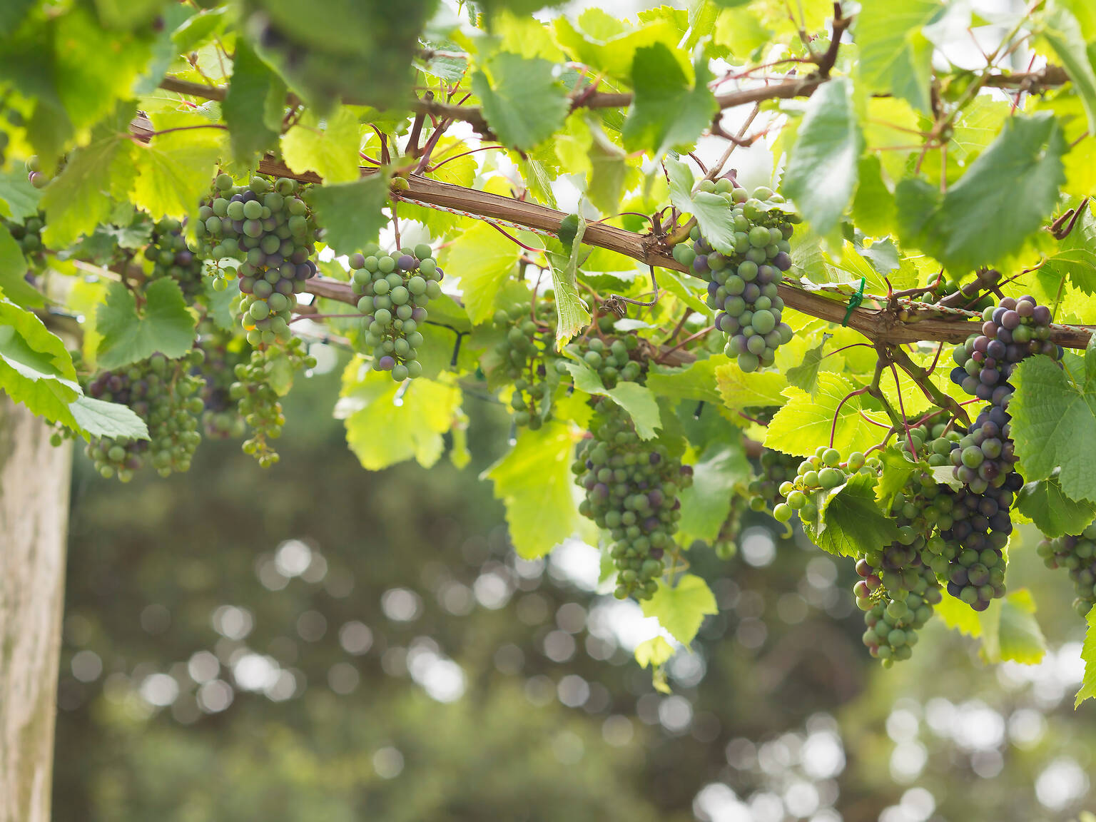 15 Best Southern Wineries for Visits and Tastings