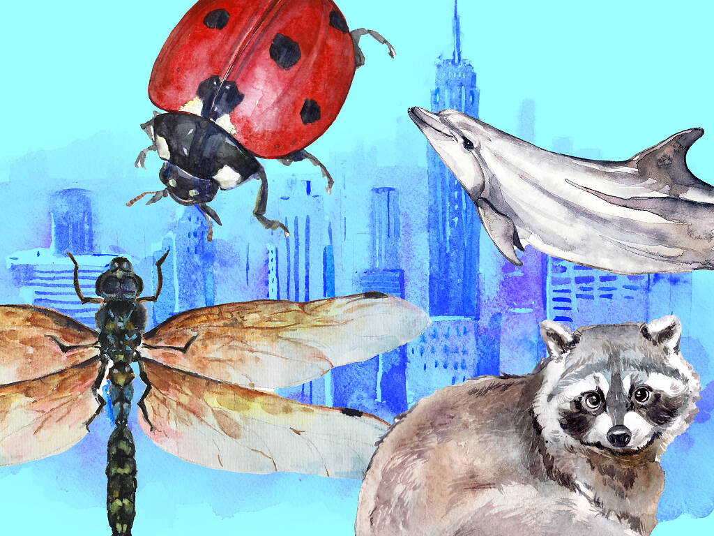 10 wild animals that call NYC home
