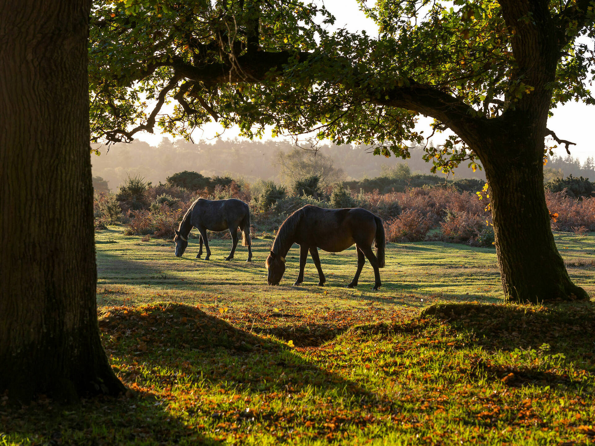 9 Best Things To Do in the New Forest in 2024