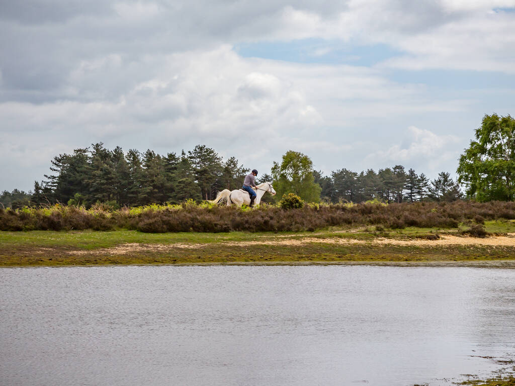9 Best Things To Do in the New Forest in 2024