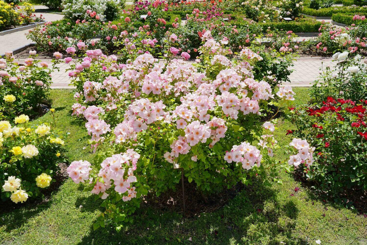 Las rosas francesas arrasan y se suben al podio de la rosa más bonita ...