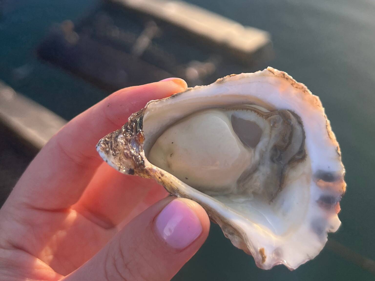 The Best Oysters Along NSW's South Coast