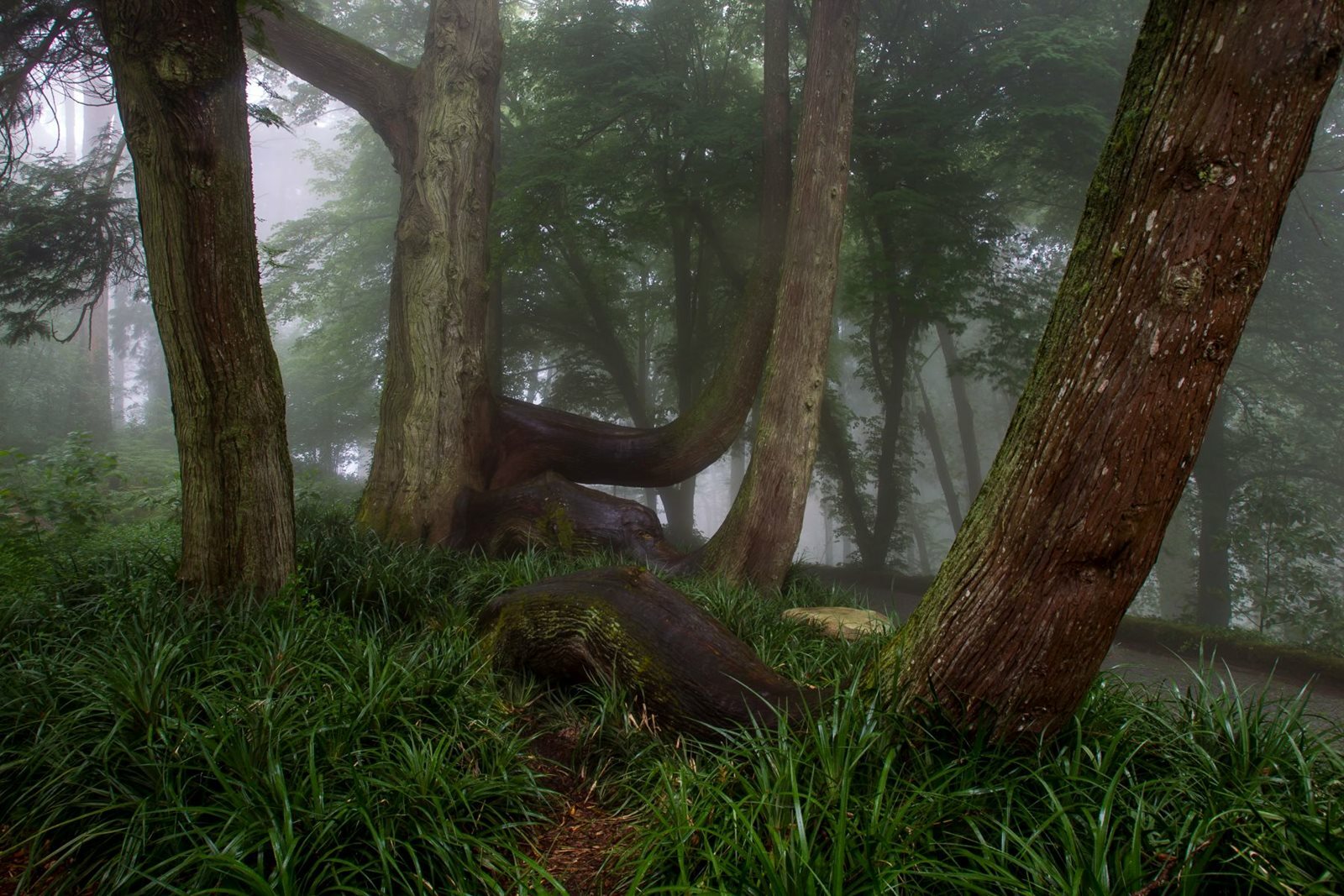 O Parque da Pena pertence à Rota Europeia dos Jardins Históricos