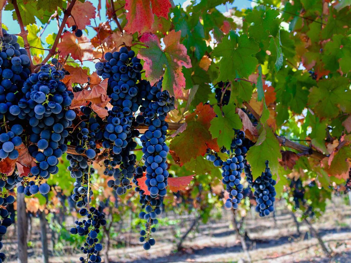 24 Amazing Wineries Near Chicago for Scenic Sipping