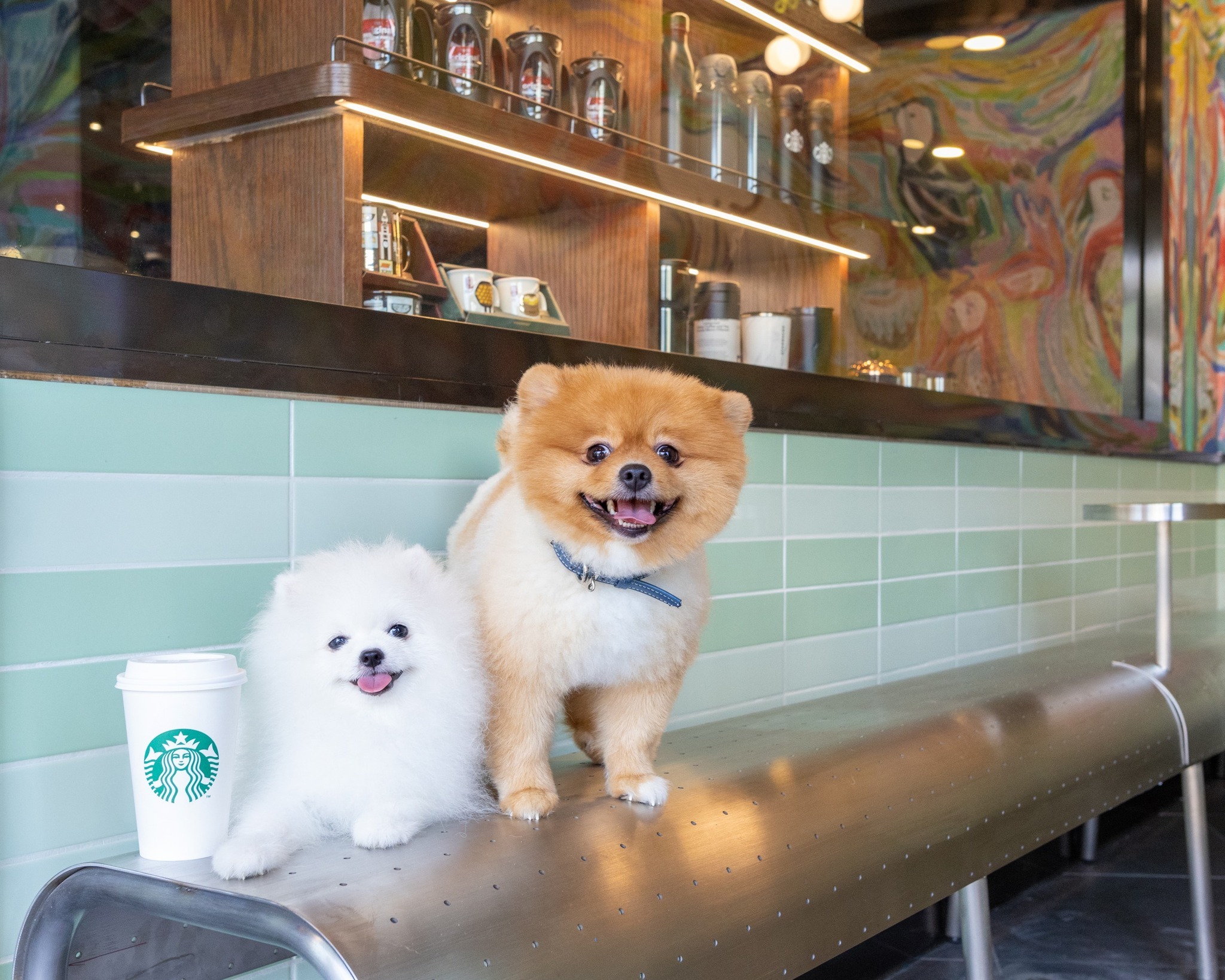 Starbucks opens its first pet-friendly store in Cheung Sha Wan