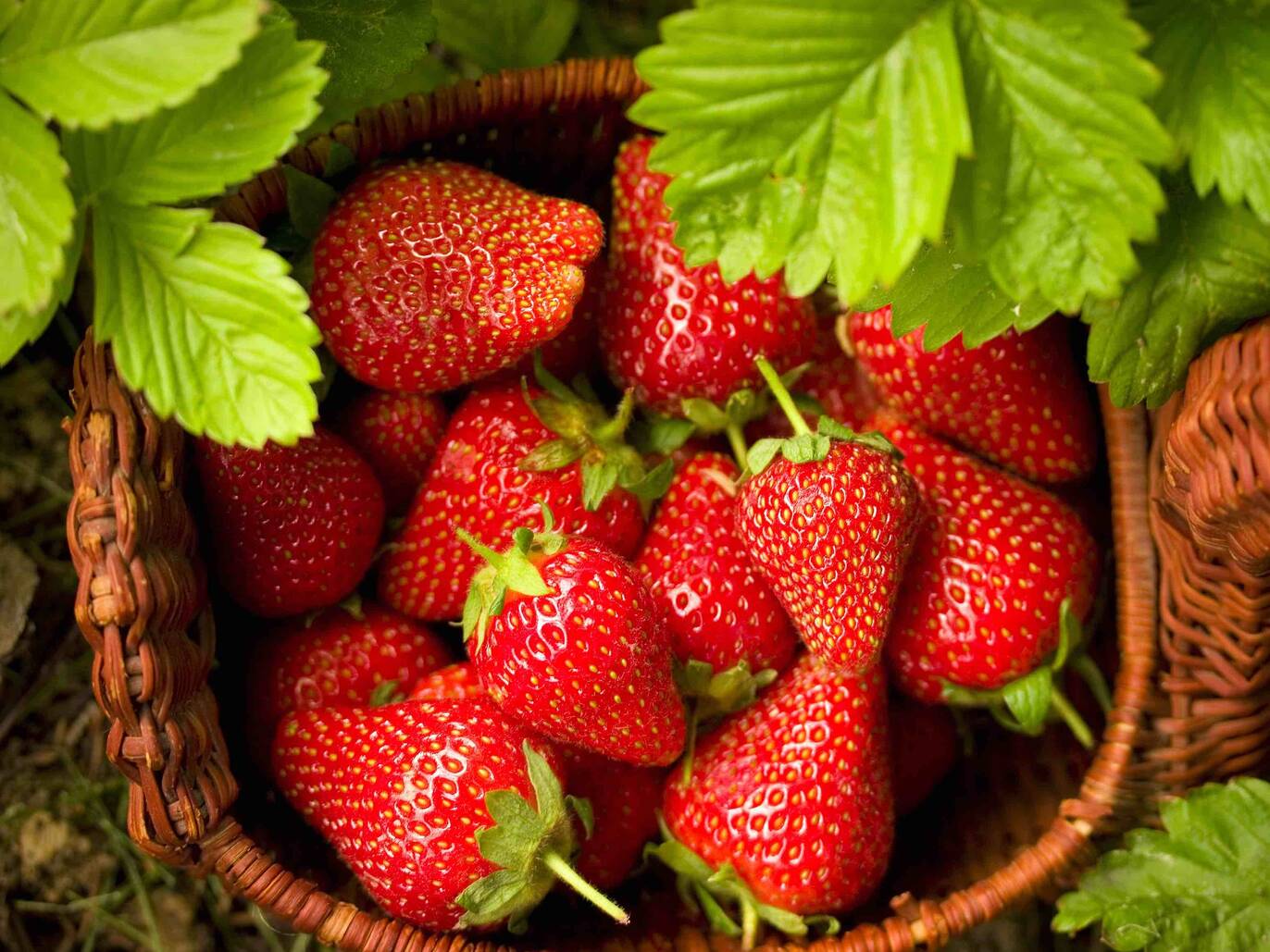 Best Berry Picking at Farms Near Chicago For Strawberries, Cherries & More