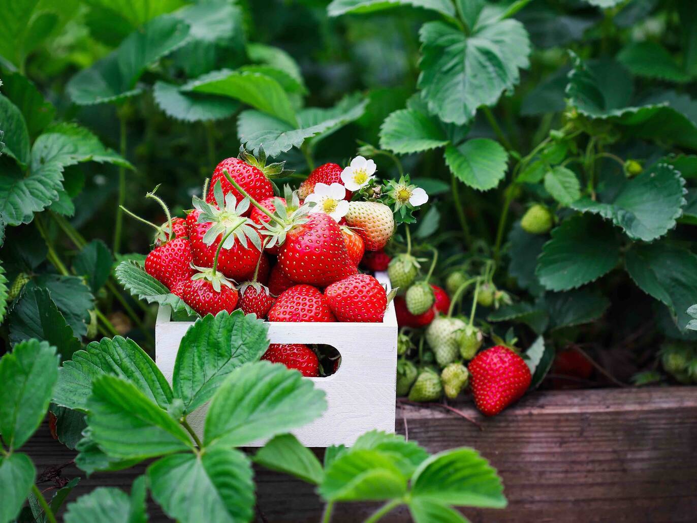 Best Berry Picking at Farms Near Chicago For Strawberries, Cherries & More