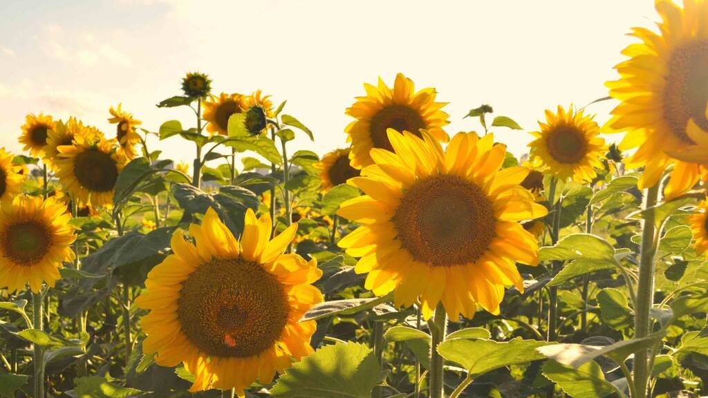 12 Beautiful Sunflower Fields Near Chicago