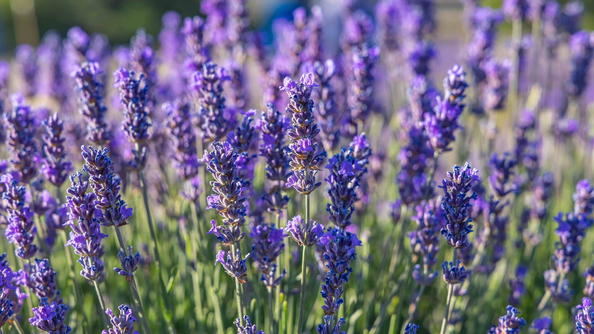 Patterned by Nature | Things to do in Chicago