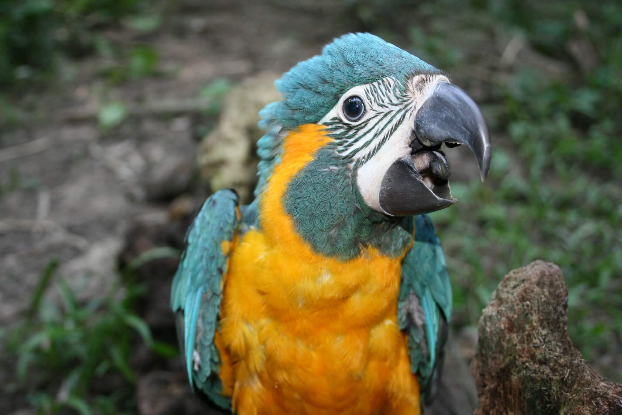 Loro parque tiempo visita foto - Blackdragontours.com