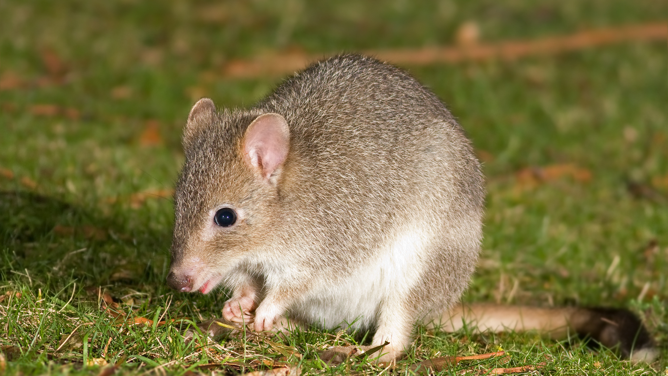 Locally extinct NSW marsupial reintroduced to Sydney