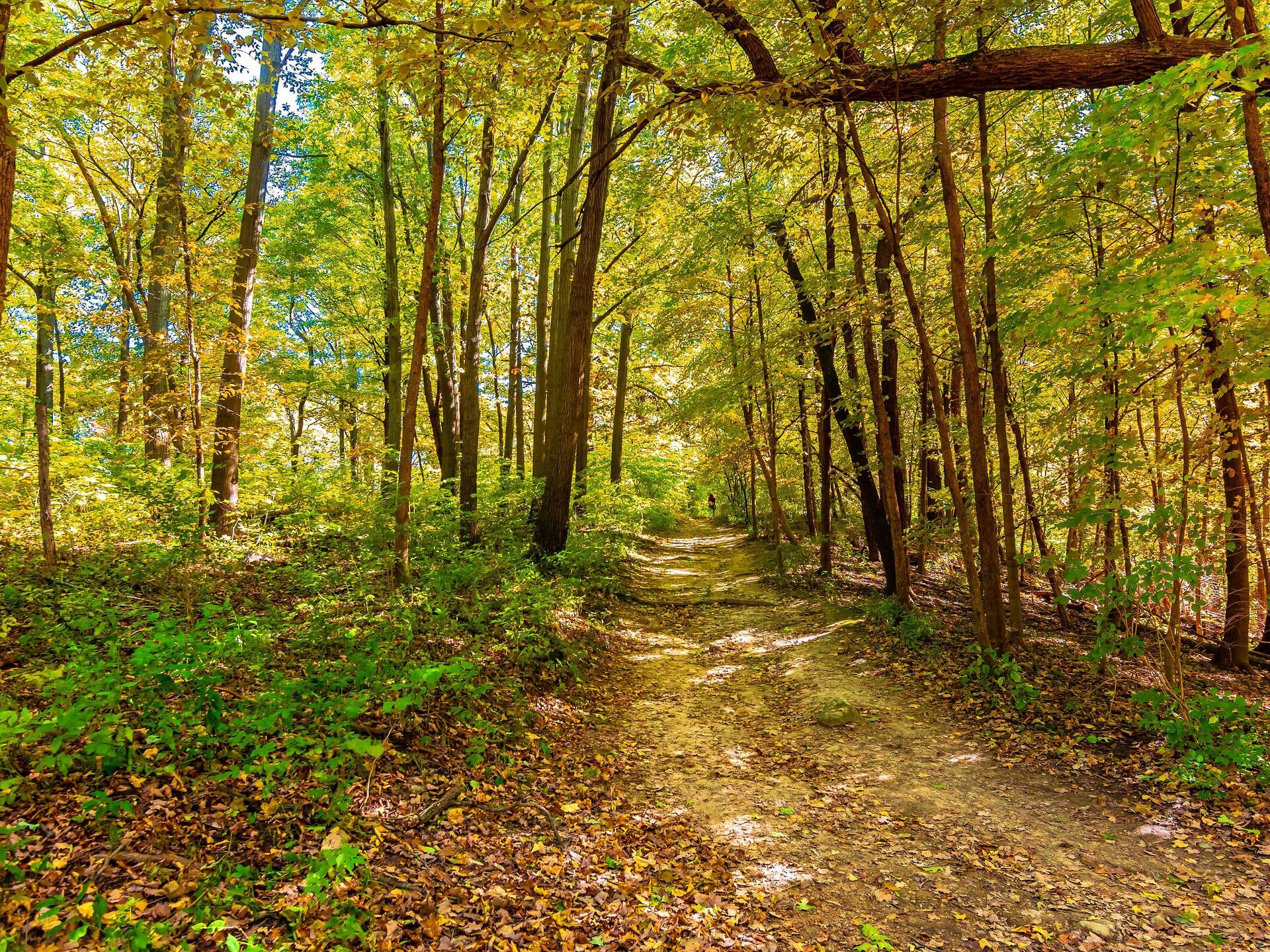 12 Trails for a Long Run in Chicago