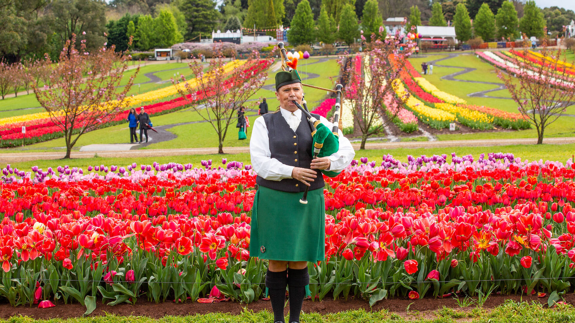 The famous Tesselaar Tulip Festival returns this spring 2025