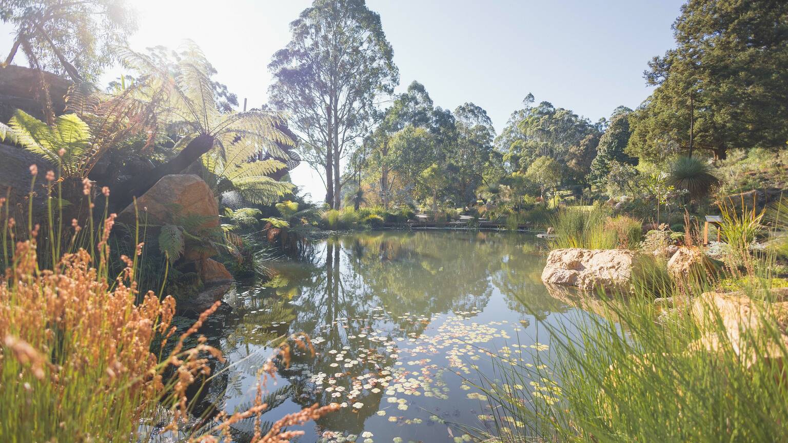 Chelsea Australian Garden has opened in Olinda
