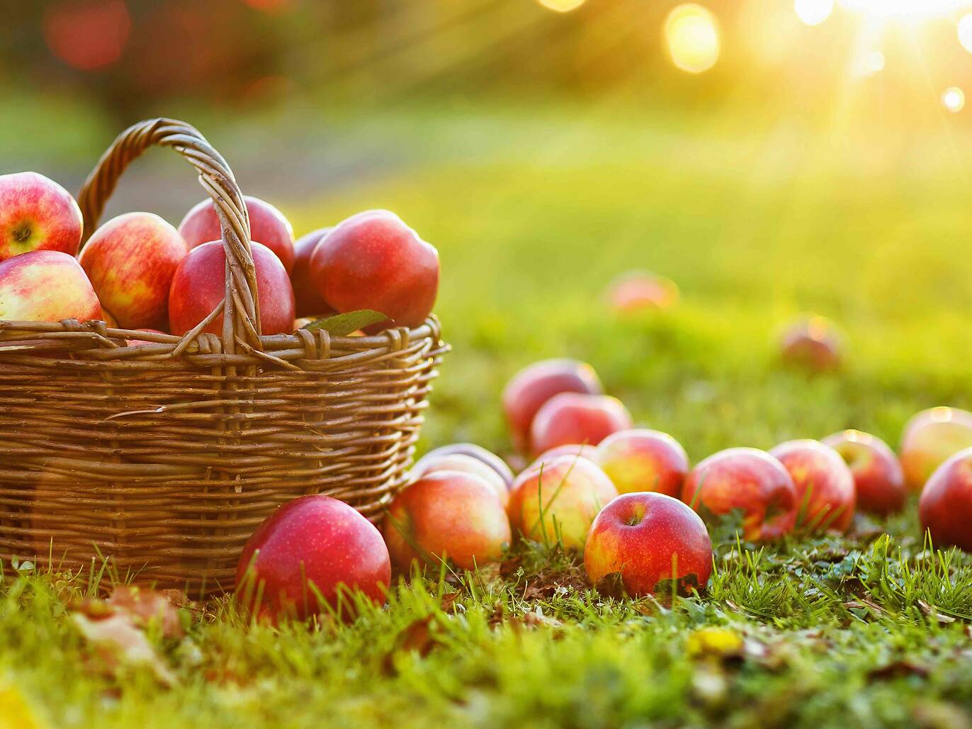Go Apple Picking Near Chicago At These Local Orchards This Fall