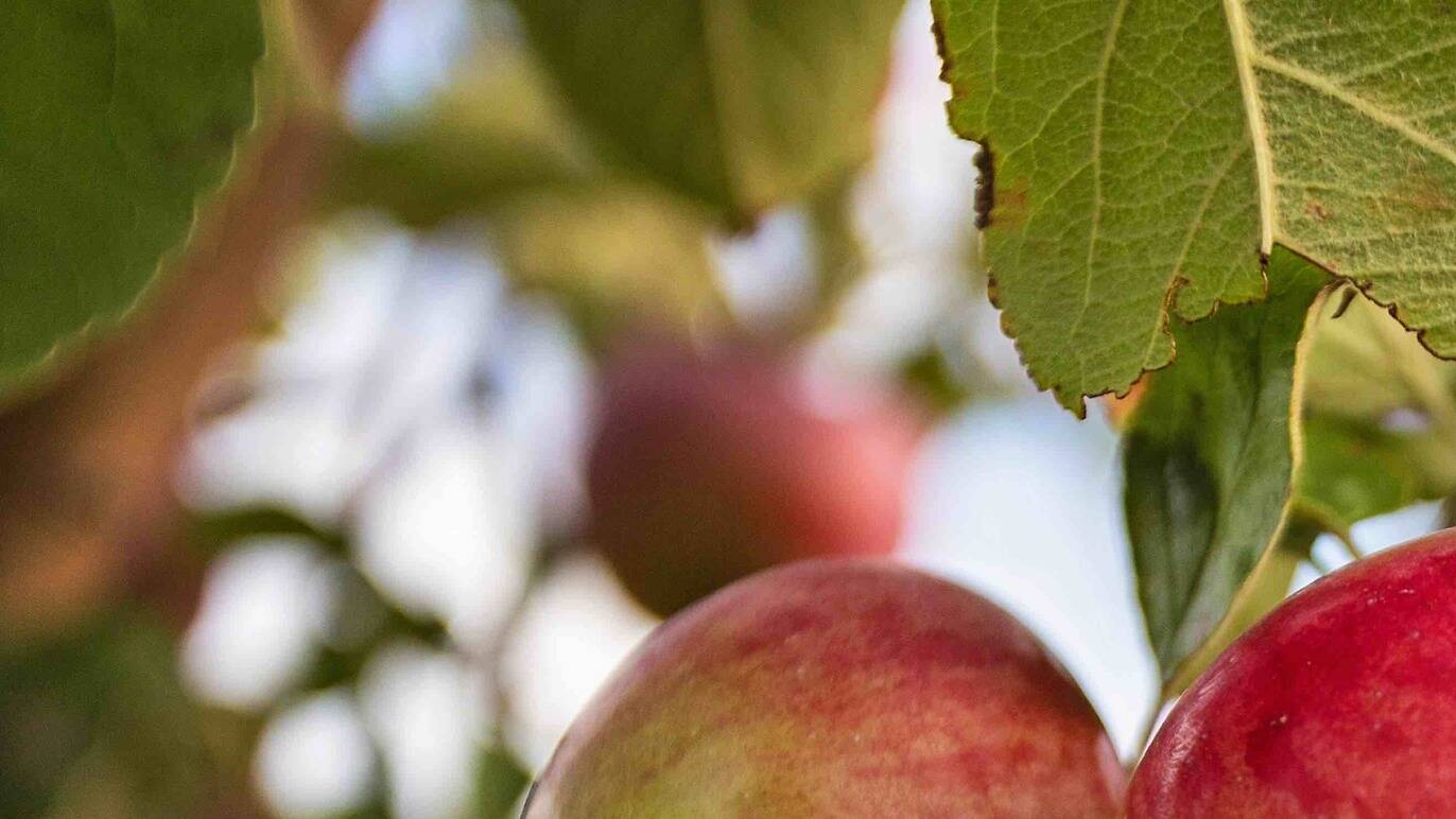 24 Farms and Orchards for Apple Picking Near NYC