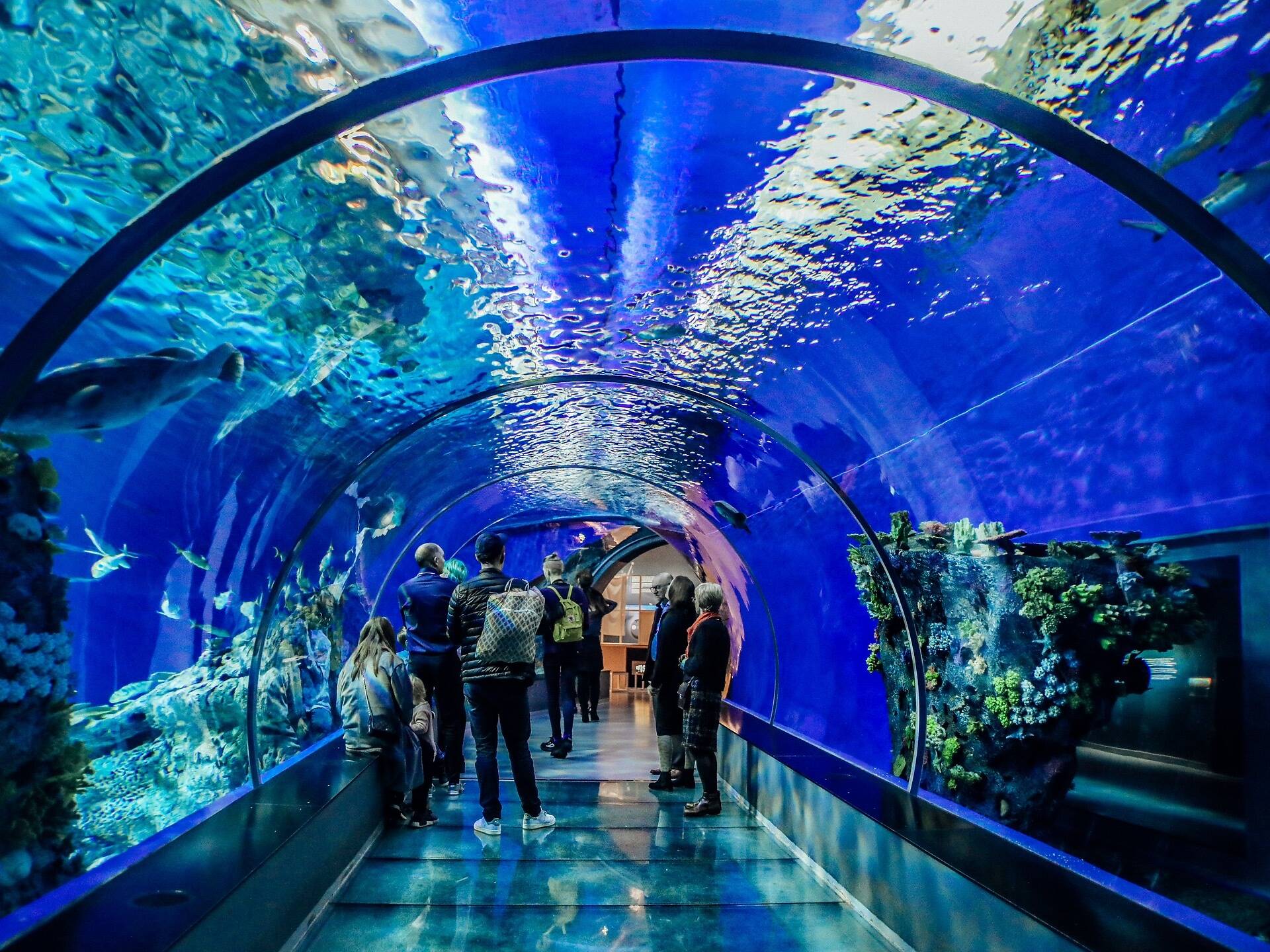 Así es el nuevo Acuario Michin dentro de Parque Tepeyac