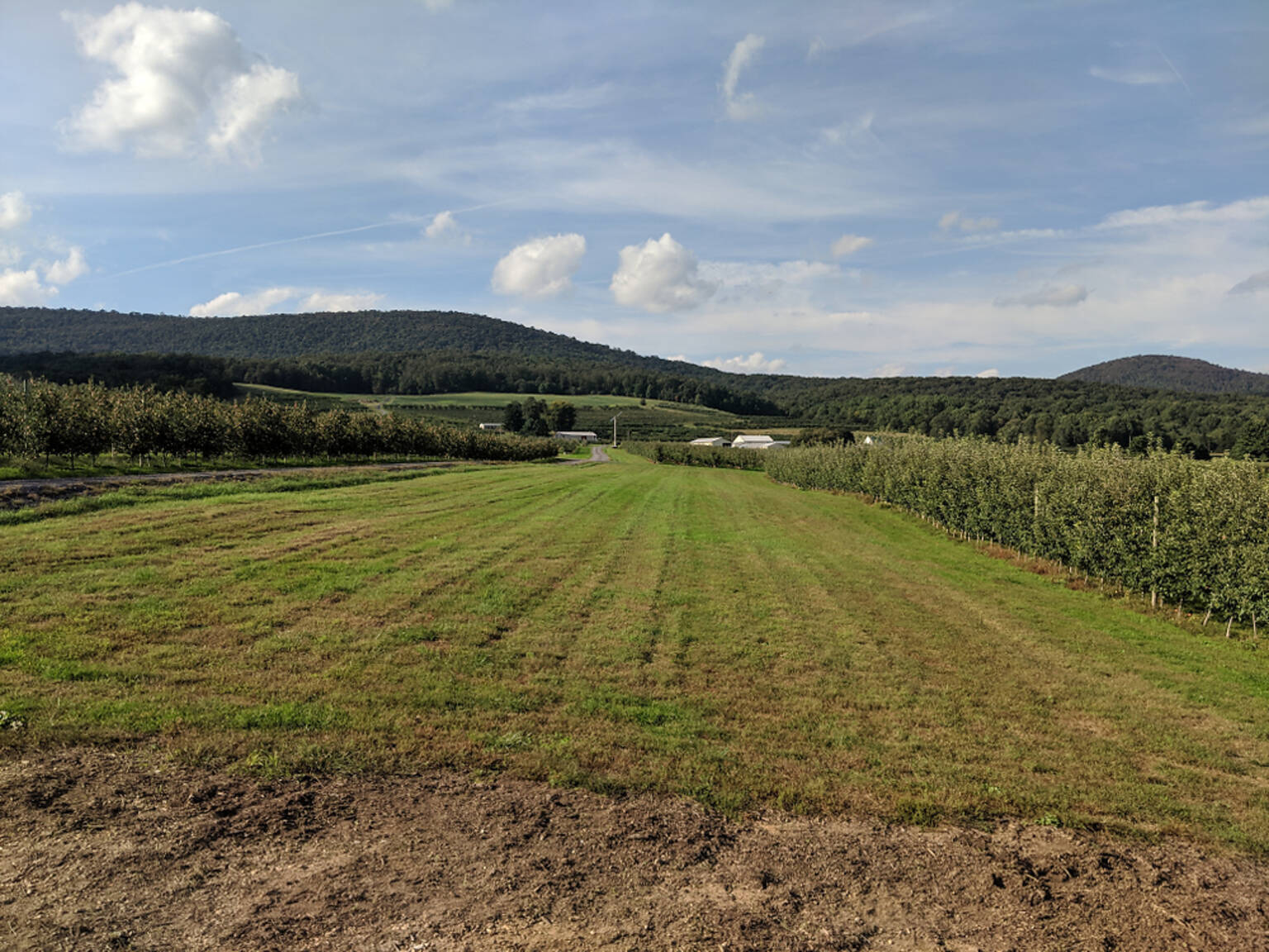 15 Best Spots for Apple Picking Near Washington, D.C.