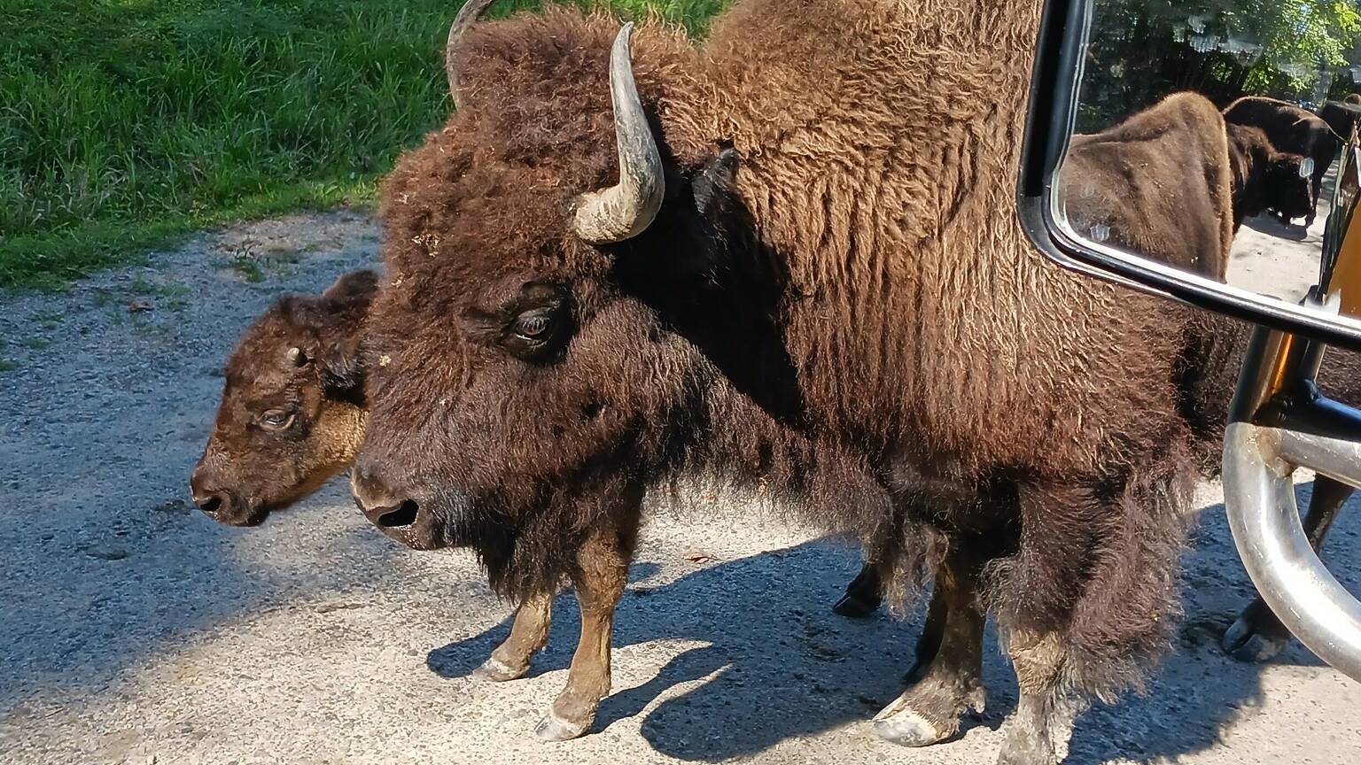 Best Montreal Zoos to Visit and Bring Out Your Wild Side