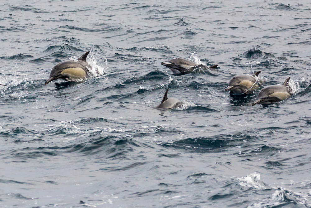These Rare Dolphins Have Been Spotted in UK Waters For the First Time
