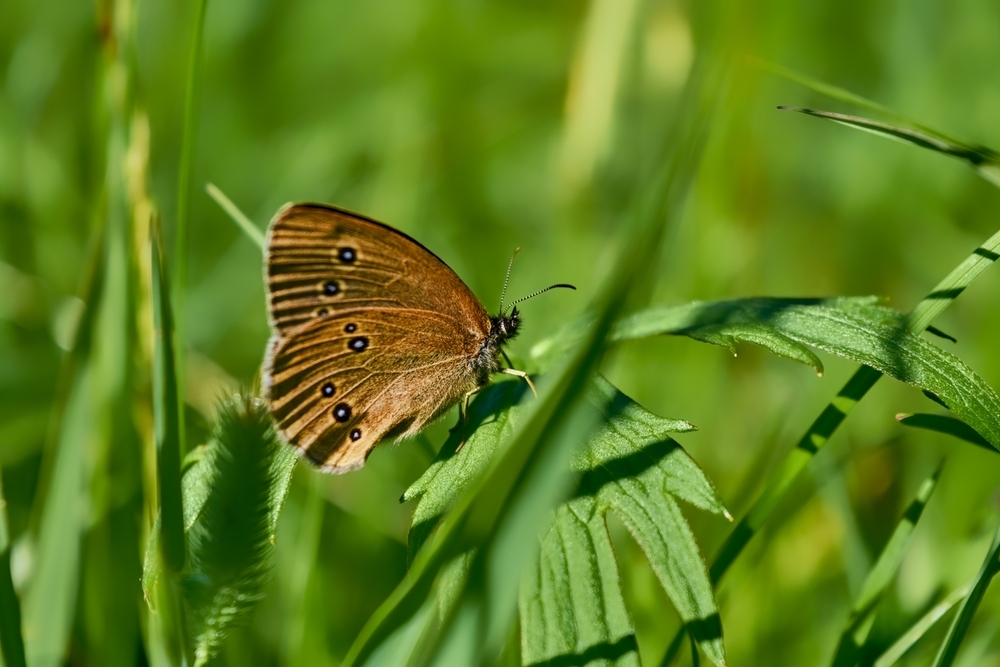 This Rare ‘Extinct’ Butterfly Has Returned to the UK