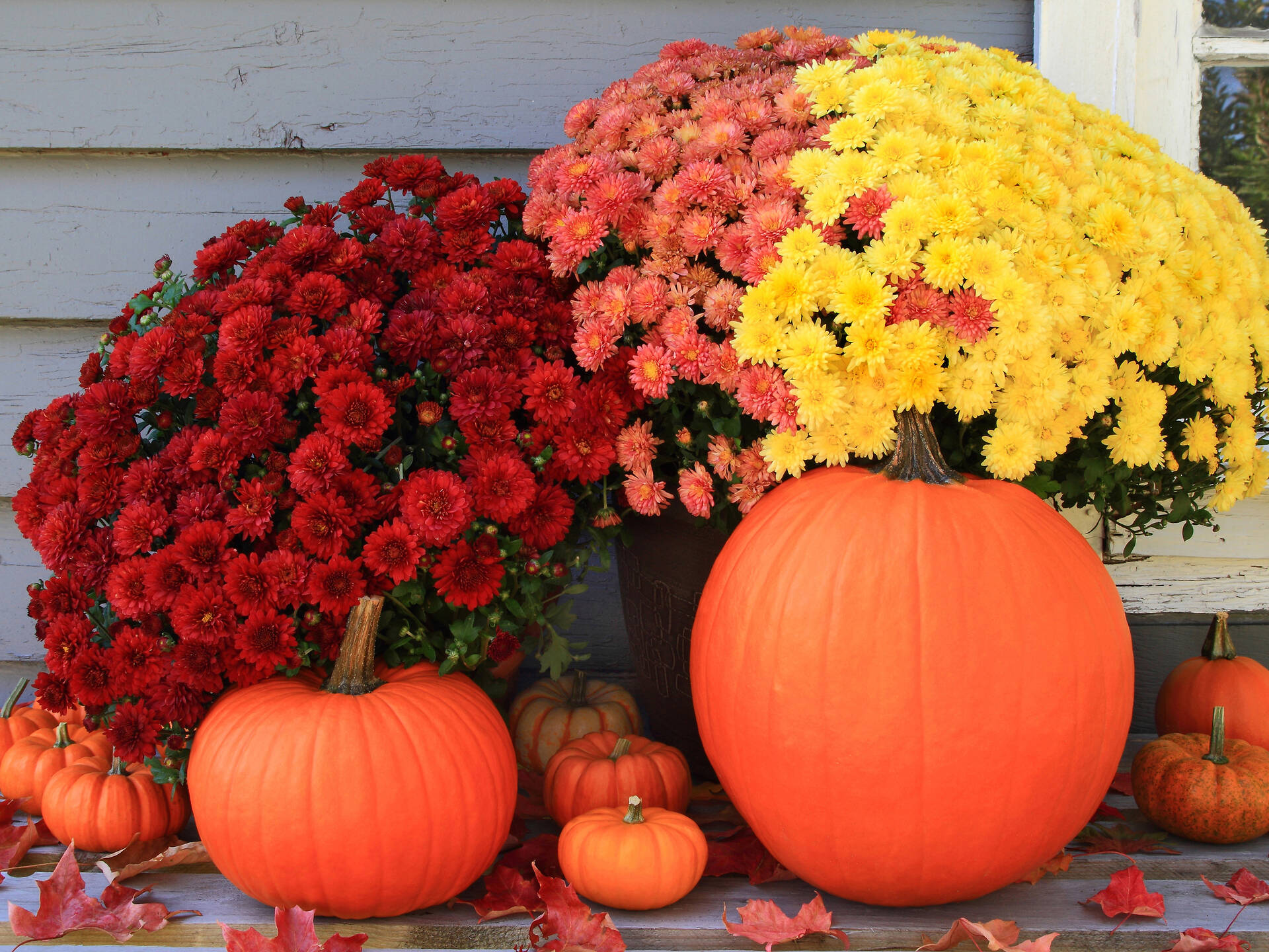 Find Your Perfect Miami Pumpkin Patch This Fall 2025