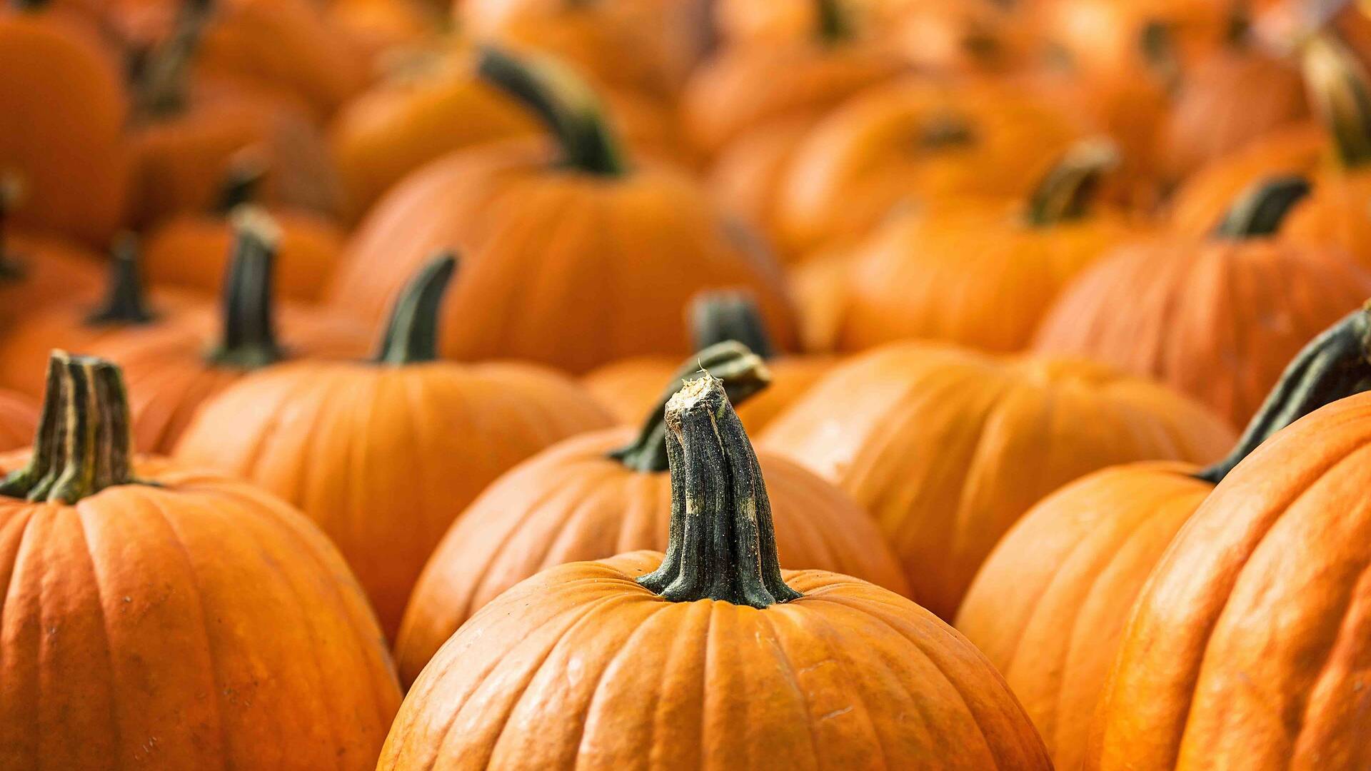 11 Best Pumpkin Patches Near Philadelphia